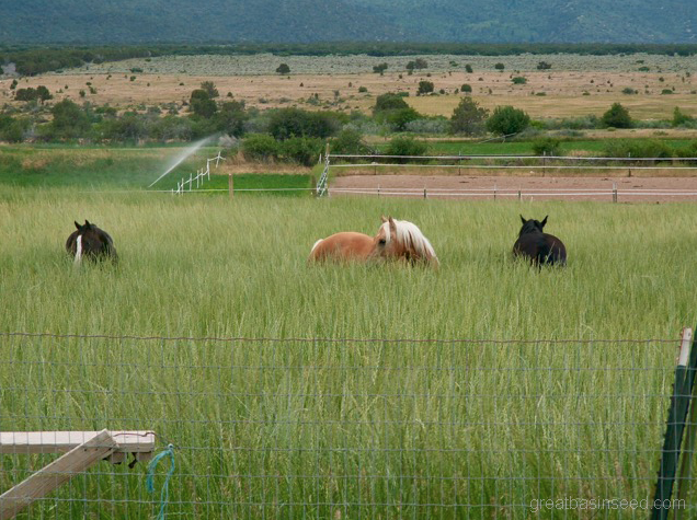 Establishing Pastures: A Common Sense Approach - Countryside